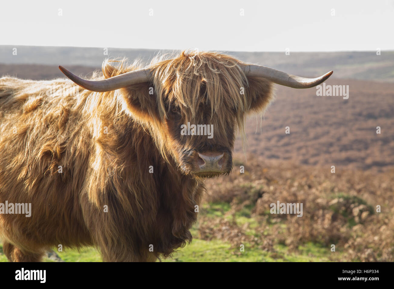 Highland longhorn cattle on Dartmoor, Devon, UK Stock Photo - Alamy