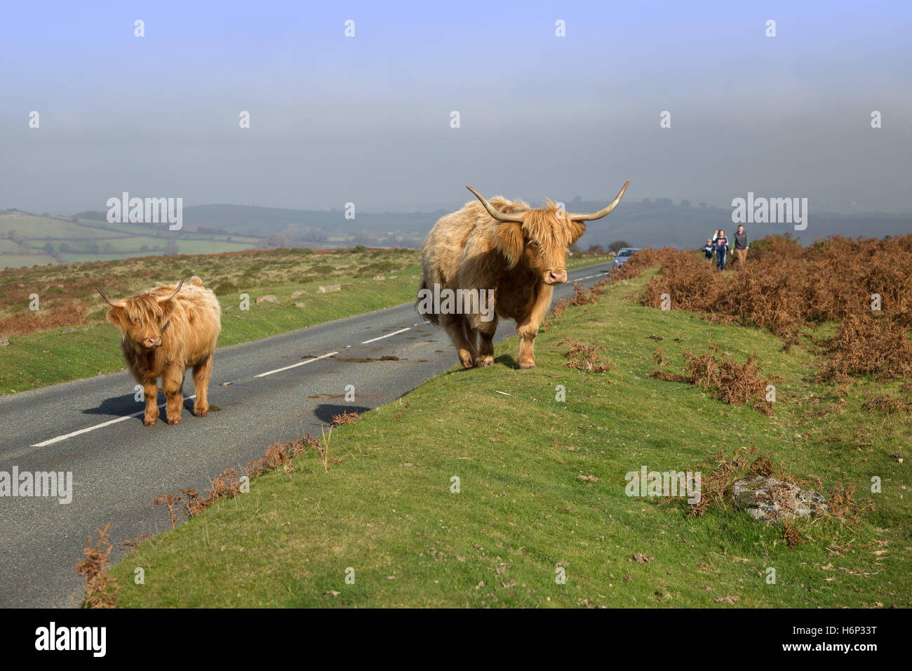 Highland longhorn cattle walking along the roads on Dartmoor, Devon, UK ...