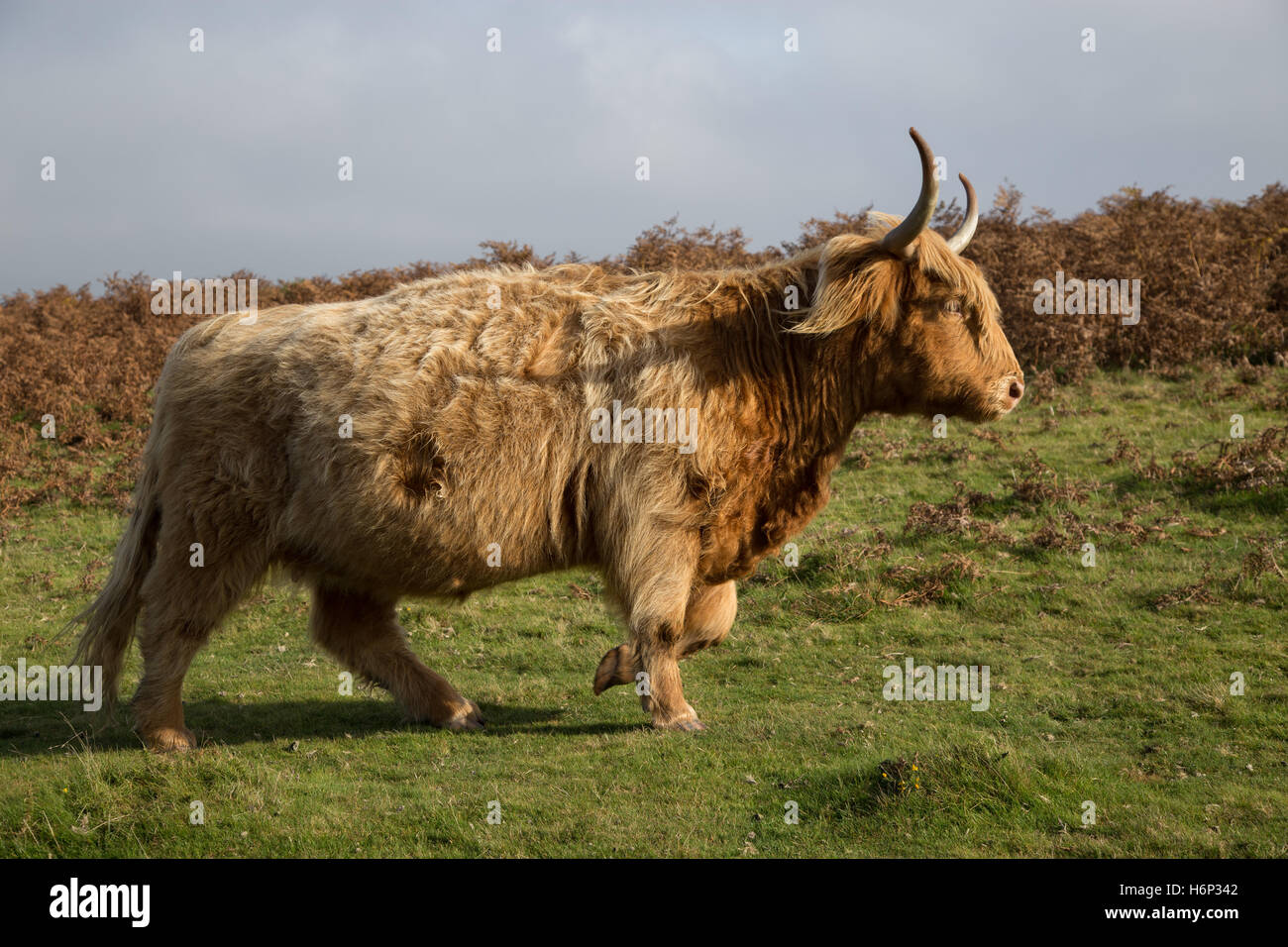 Highland longhorn cow hi-res stock photography and images - Alamy