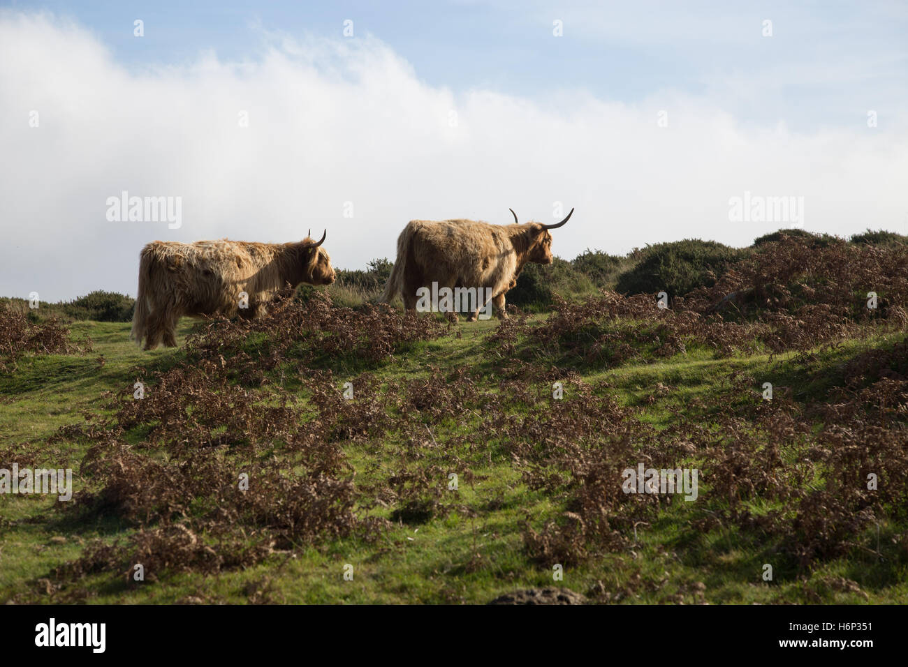 Grazing longhorn cattle hi-res stock photography and images - Alamy