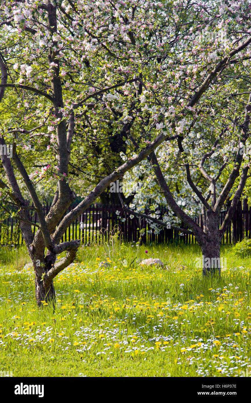 orchard in spring Stock Photo - Alamy