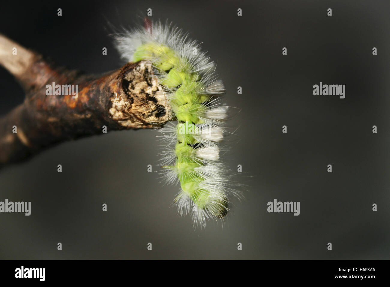 Slow spiders hi-res stock photography and images - Alamy