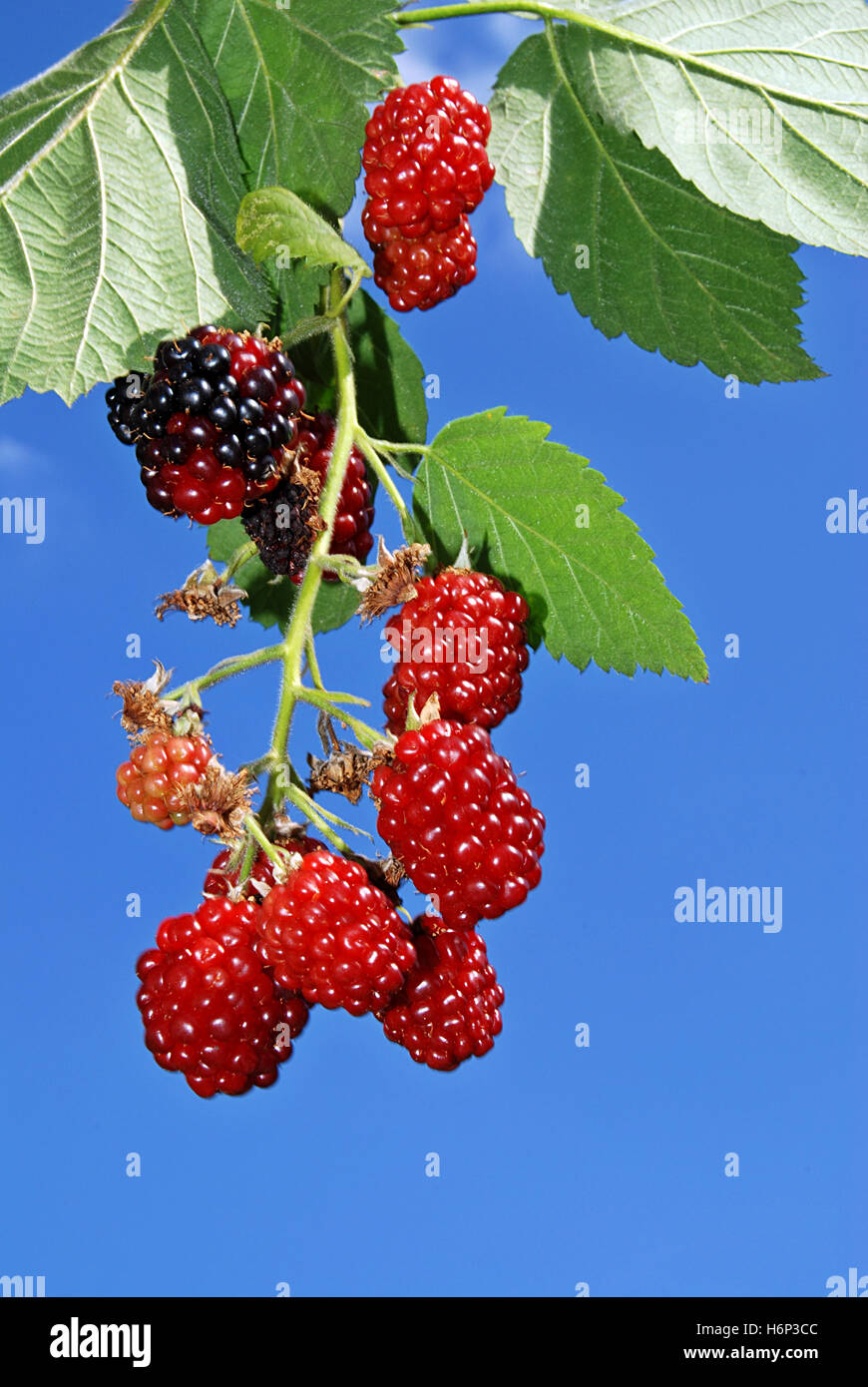 Red tiny fruits hi-res stock photography and images - Alamy