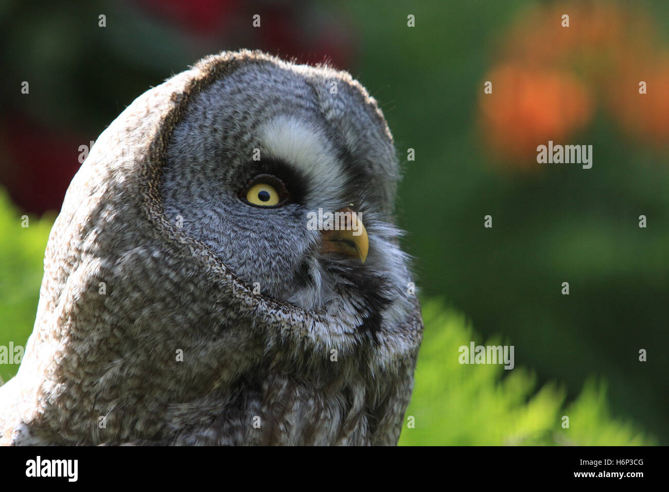 Beard owl hi-res stock photography and images - Alamy