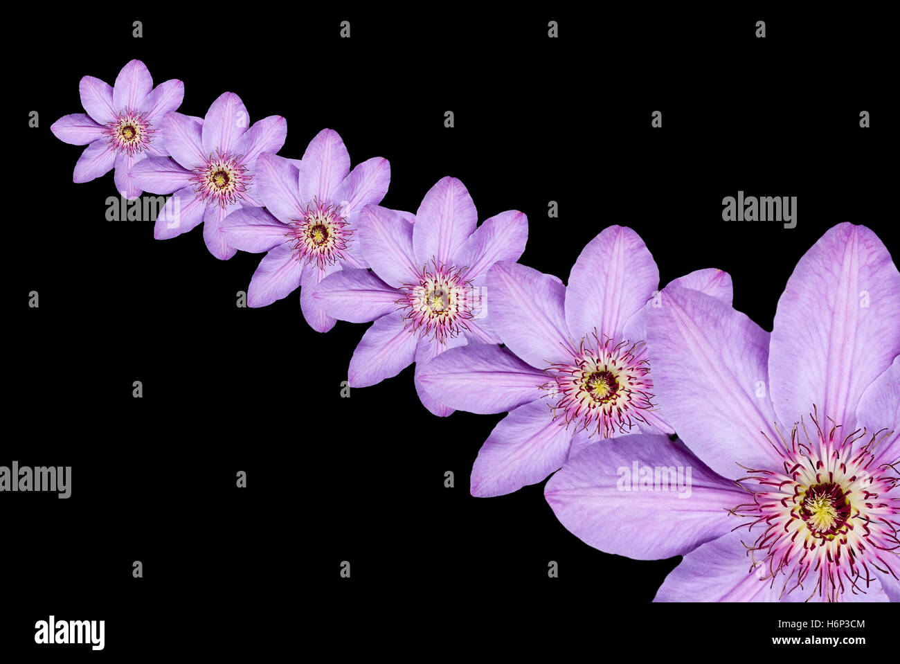 Assemblage of plants hi-res stock photography and images - Alamy
