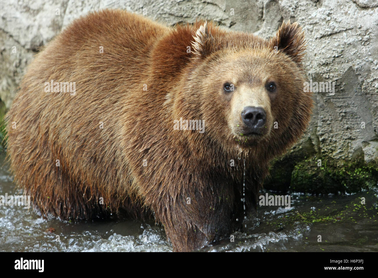 Strong bear hi-res stock photography and images - Alamy