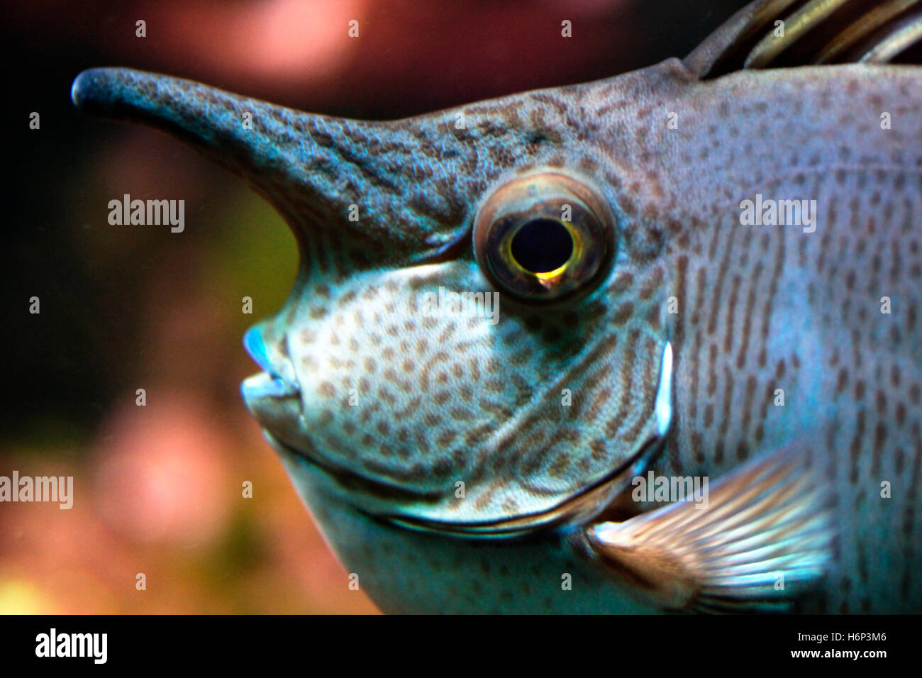 Fish horn hi-res stock photography and images - Alamy