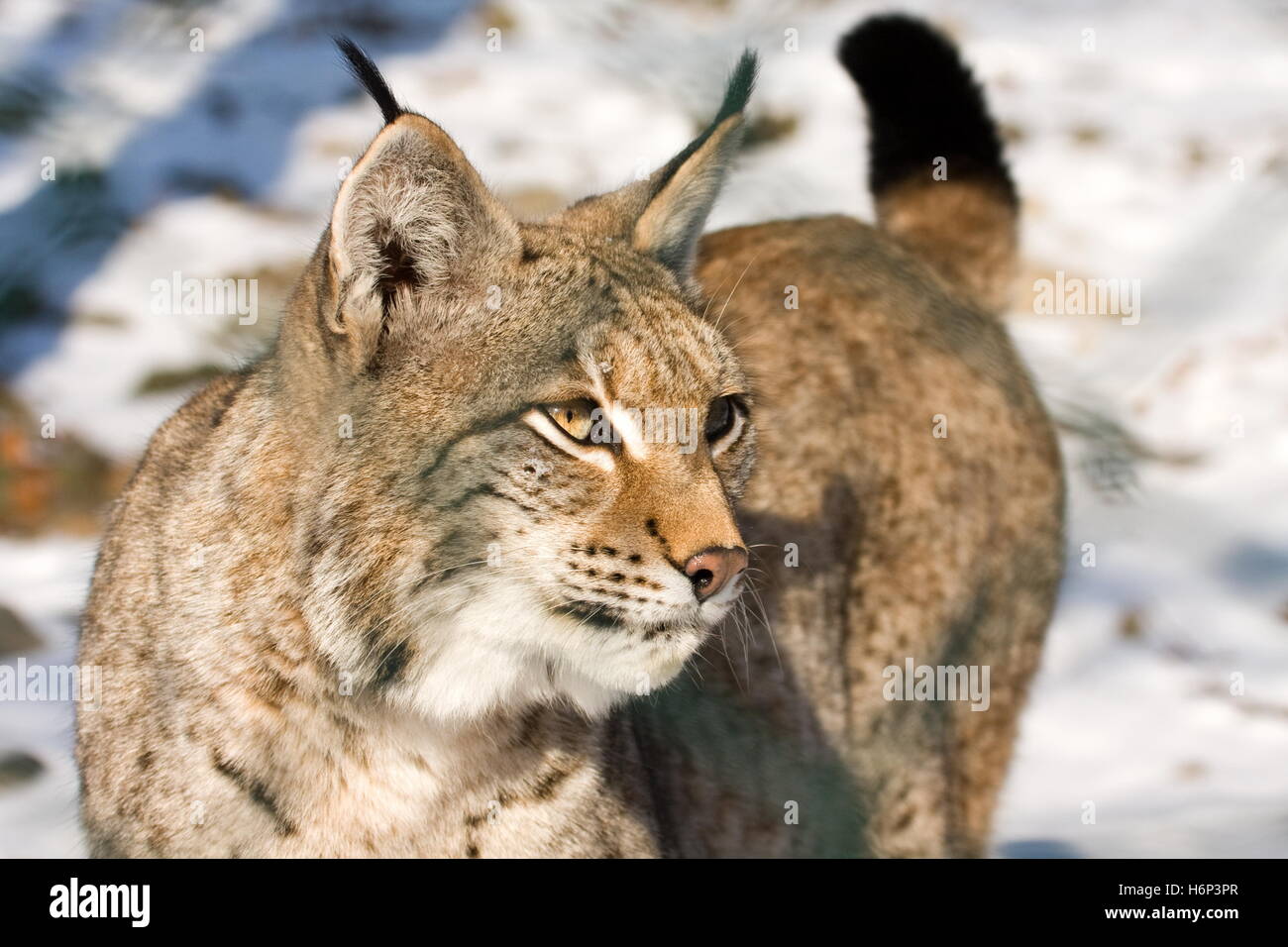 Lynx big cat hi-res stock photography and images - Alamy