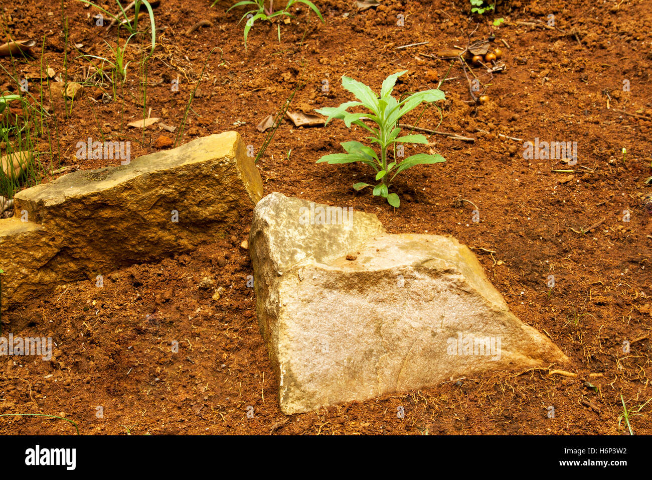 Barren background of dry natural red sandy soil rocks and green plants ...