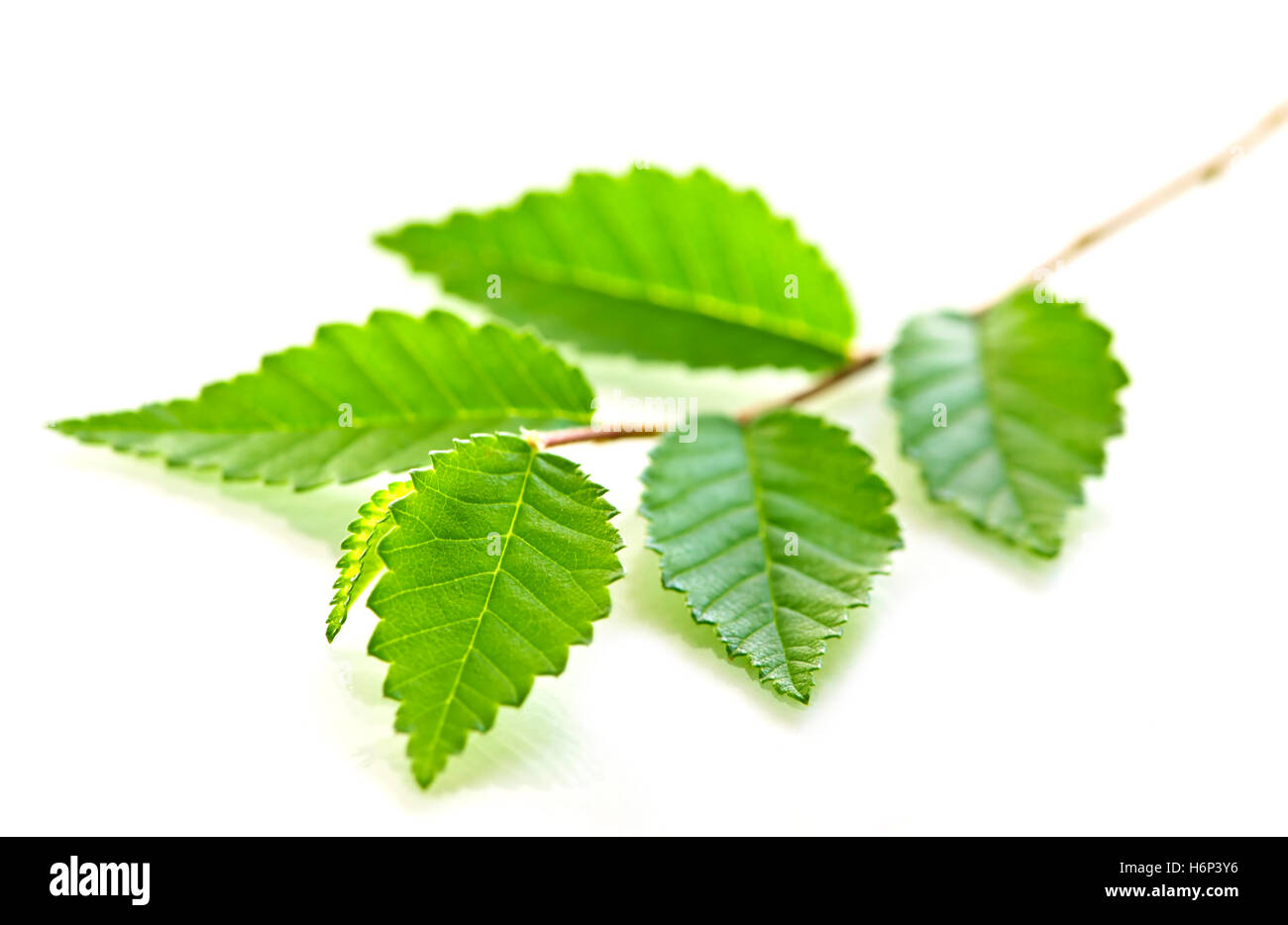 Flowers natural plants green Cut Out Stock Images & Pictures - Alamy