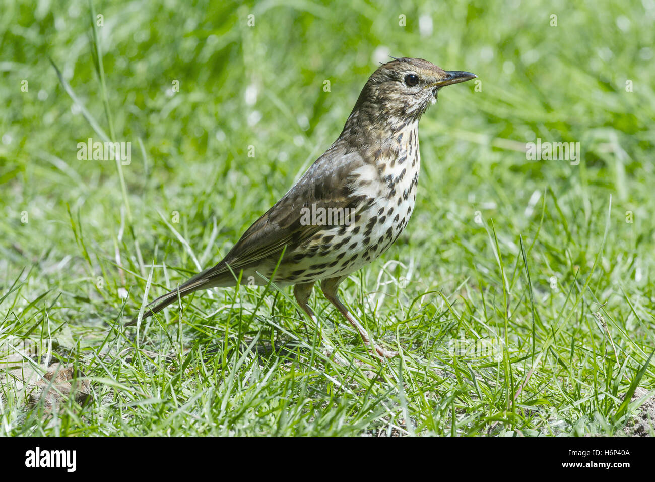 Song thrush flying uk hi-res stock photography and images - Alamy