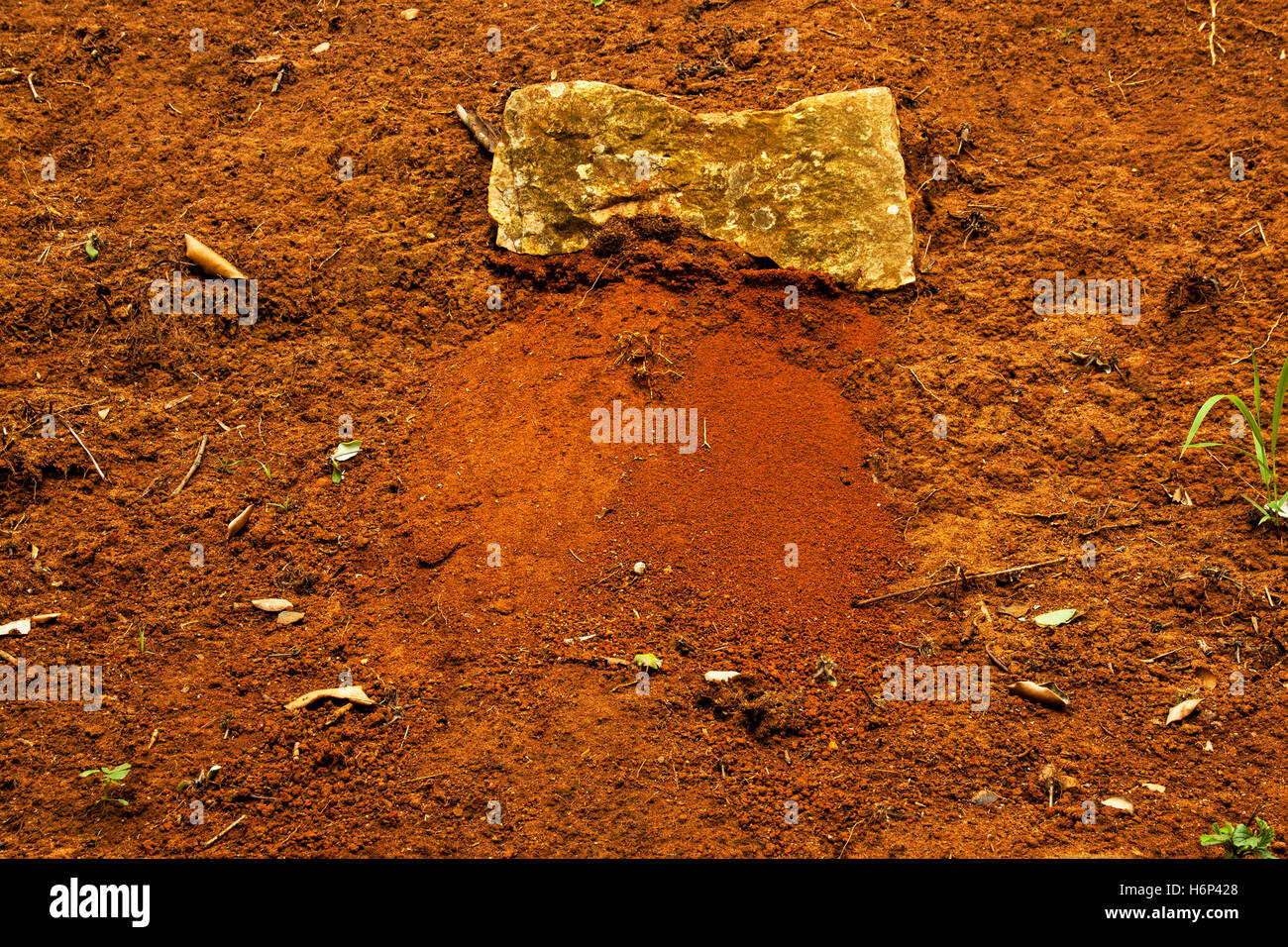 Barren background of dry natural red sandy soil rocks and green plants ...