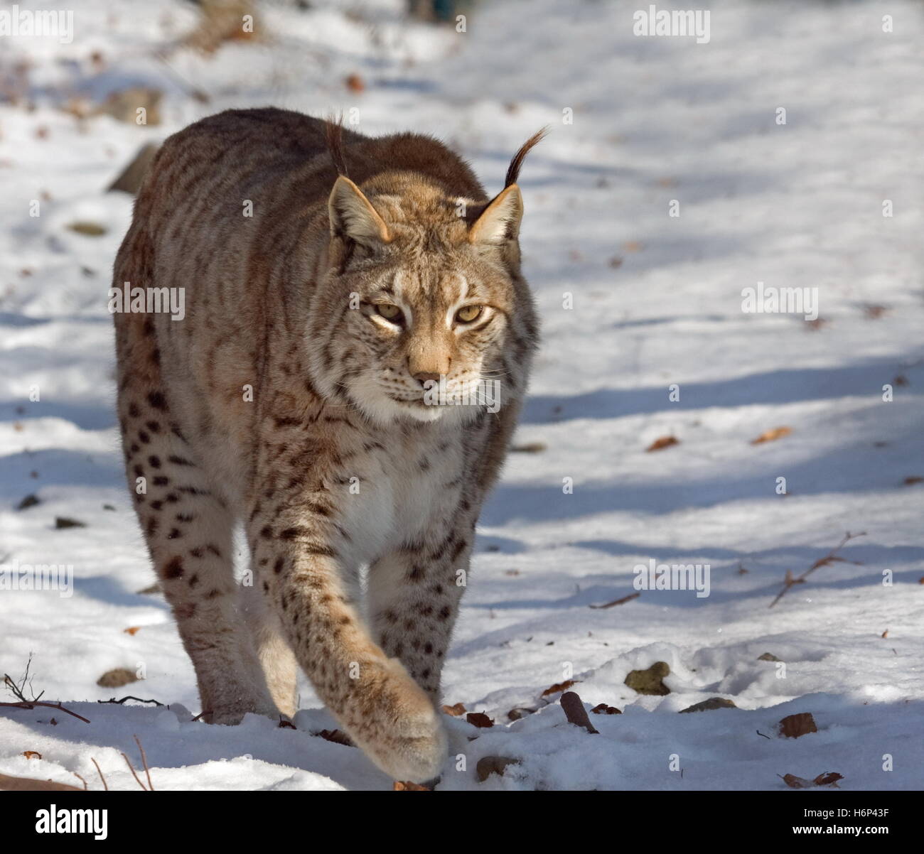 Big mammals hi-res stock photography and images - Alamy