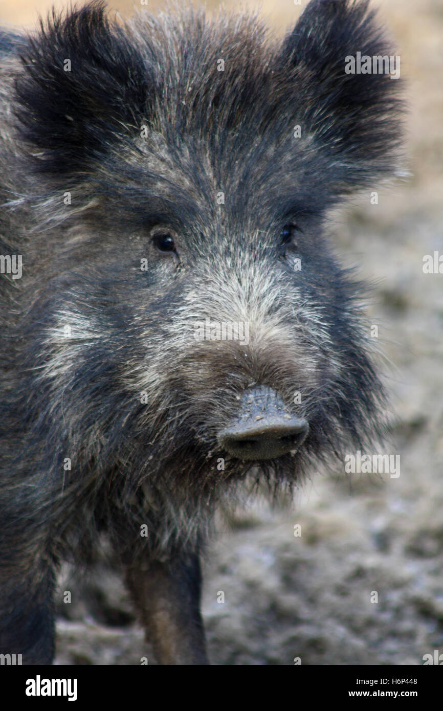 Piglet young animal mammal pig hi-res stock photography and images - Alamy