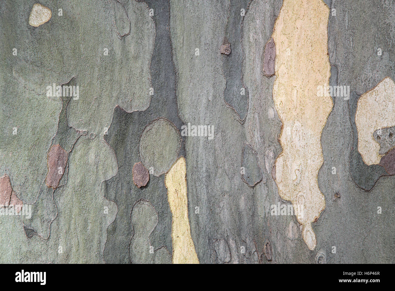 London plane tree (Platanus acerifolia) bark showing detail of pattern ...