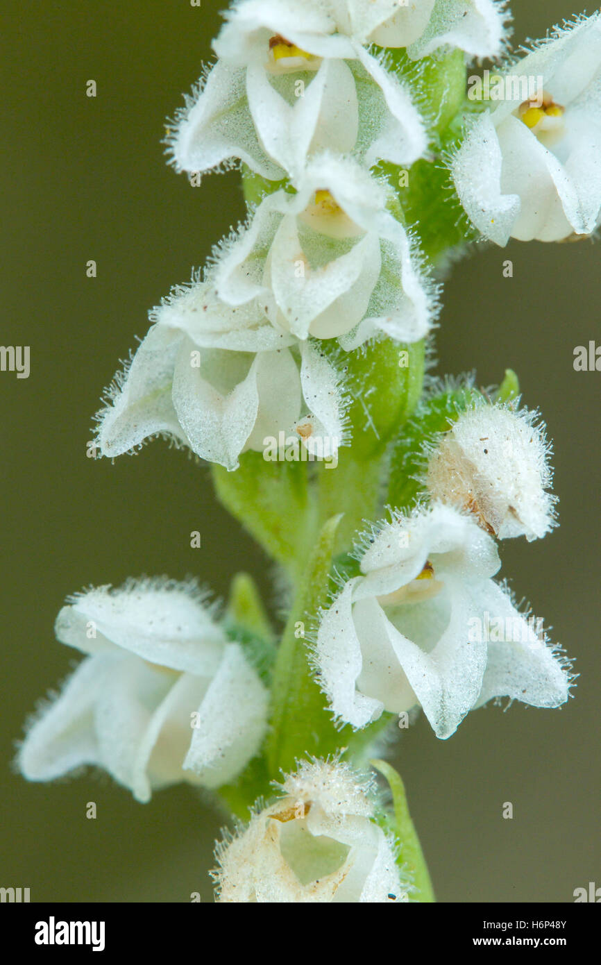 creeping ladys-tresses (Goodyera repens) orchid in flower, in woodland ...