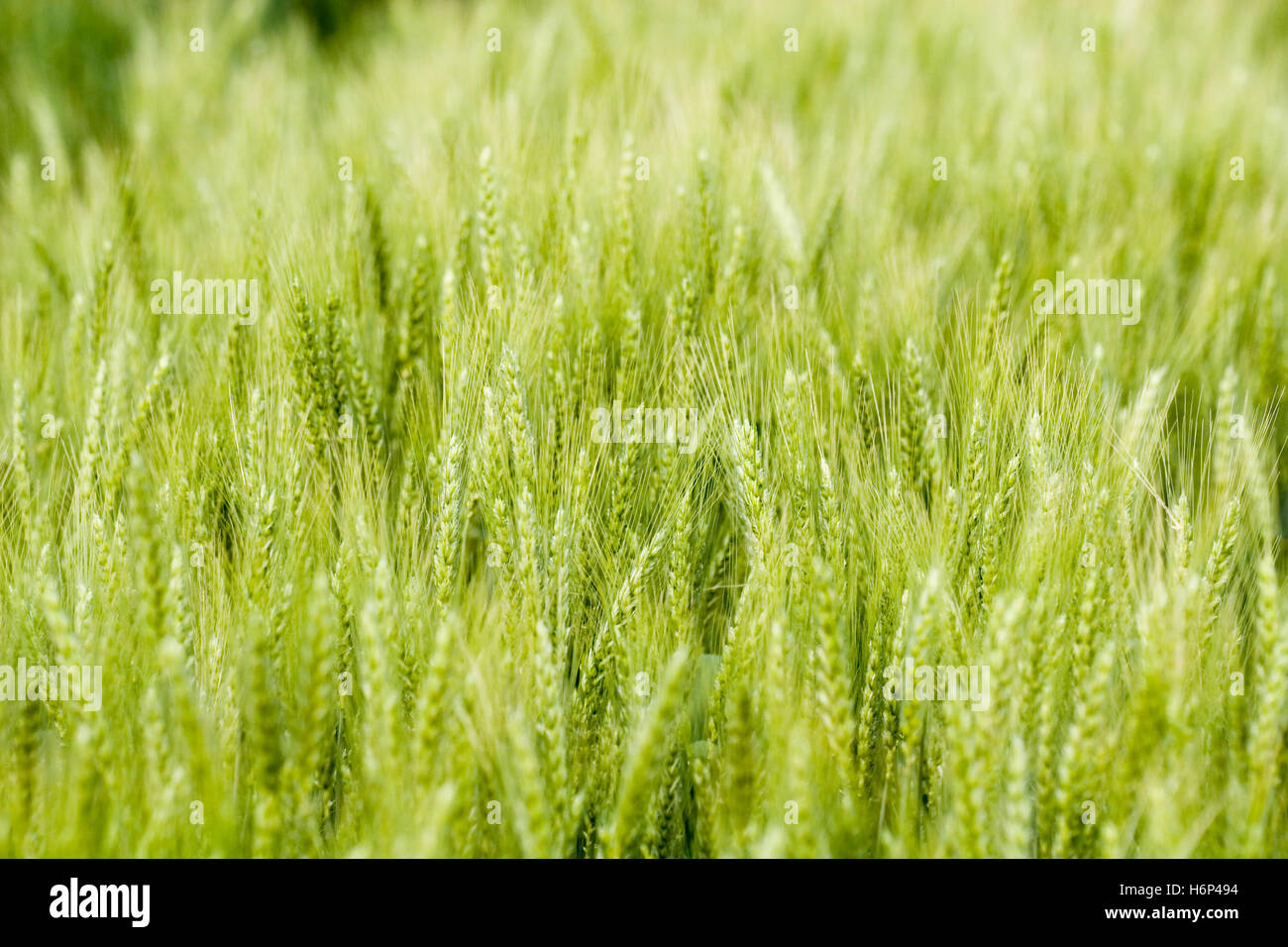 Wheat landscapes hi-res stock photography and images - Alamy