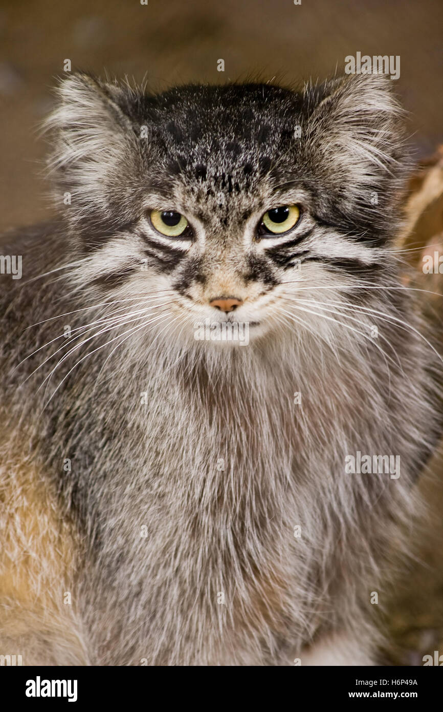 Animal solitaire hi-res stock photography and images - Alamy