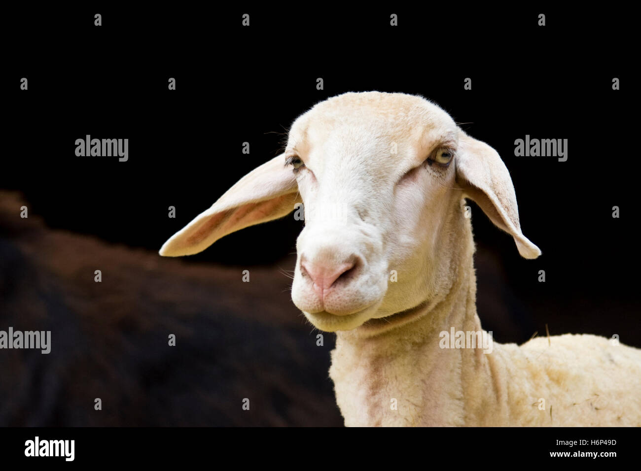 Blockhead animals hi-res stock photography and images - Alamy