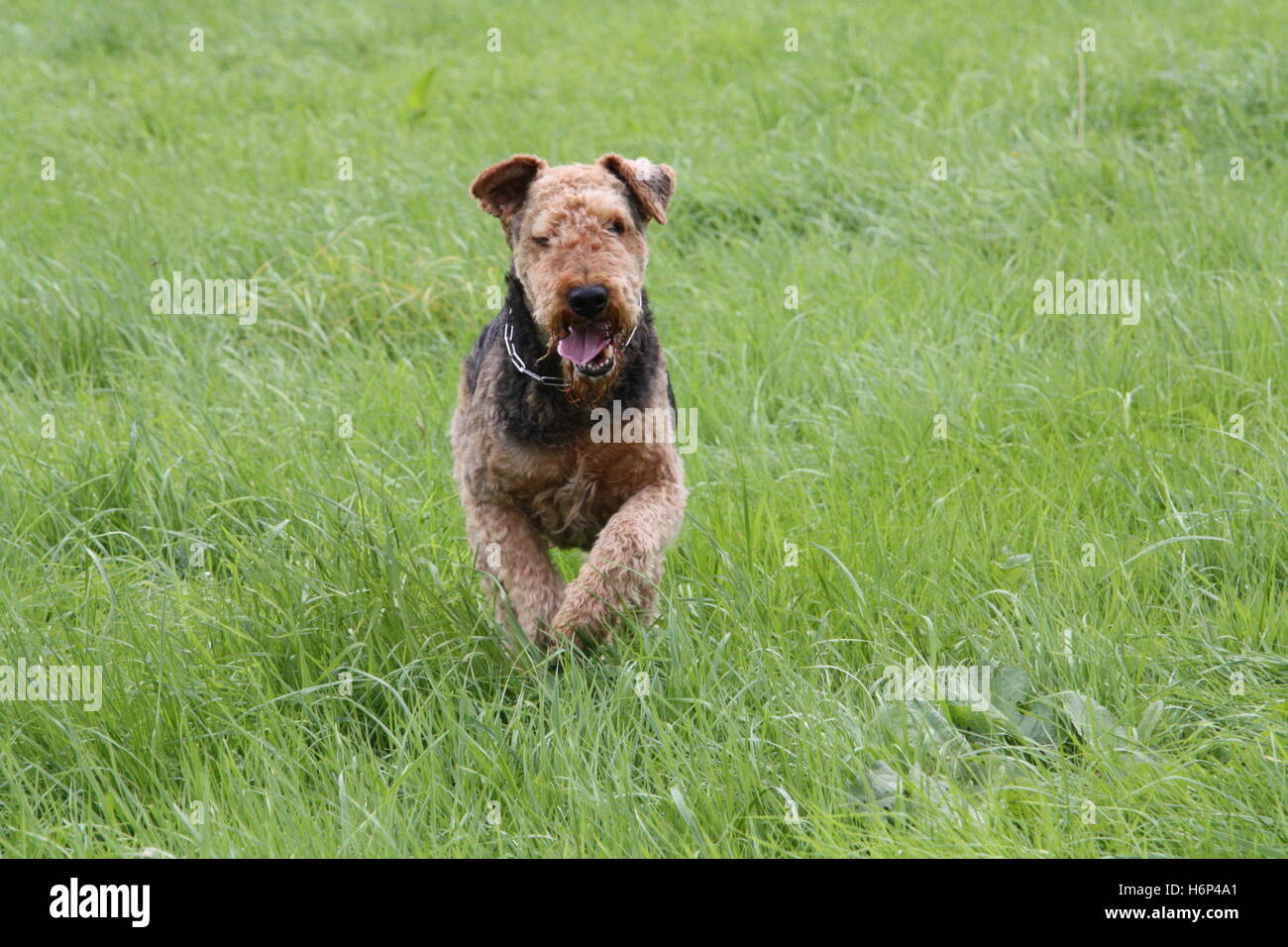 Sporting airedale terriers hi-res stock photography and images - Alamy