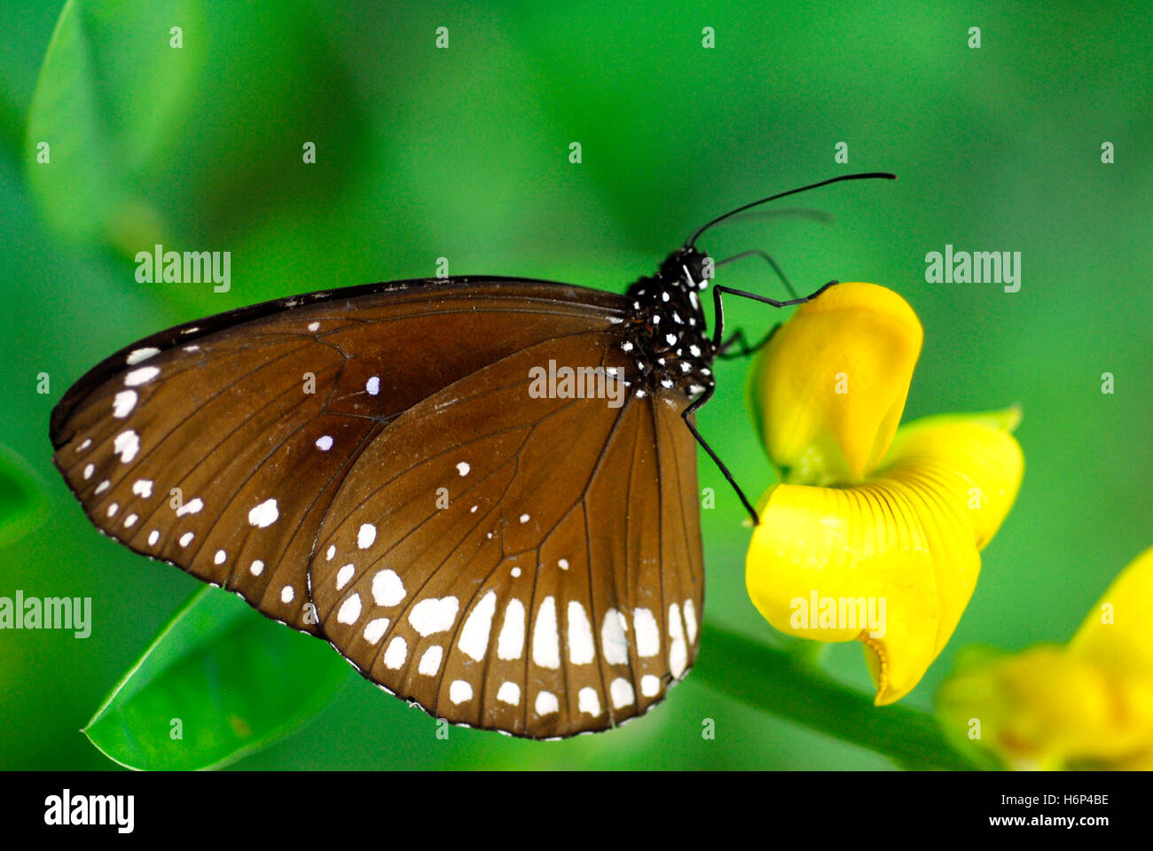 Brown scale insects hi-res stock photography and images - Alamy