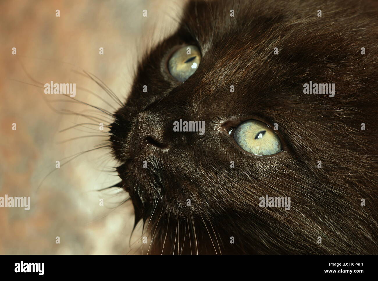 Animals eye view hi-res stock photography and images - Alamy