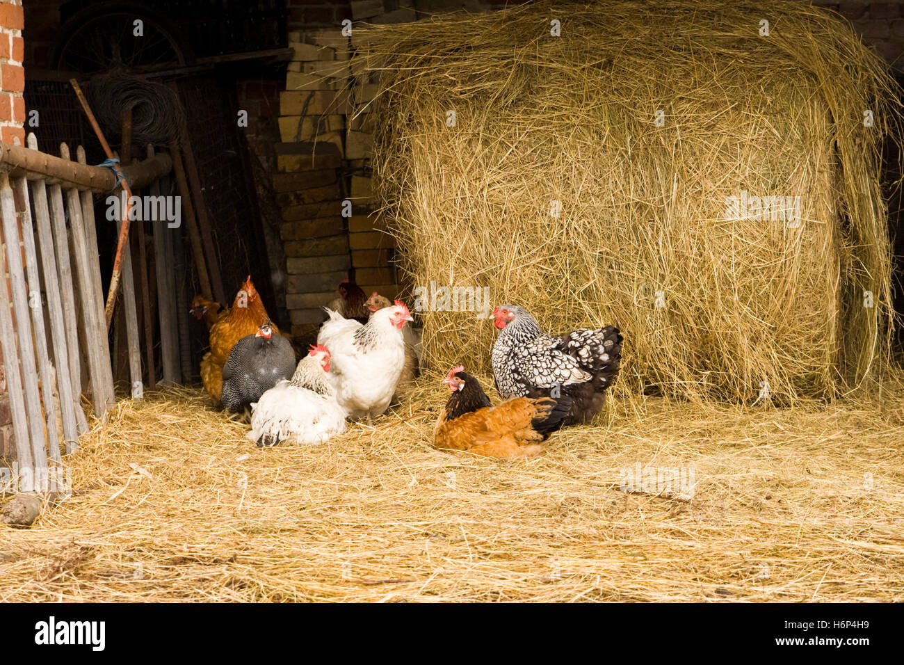 Straw Animals High Resolution Stock Photography and Images - Alamy