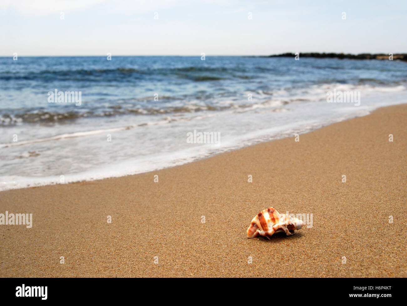 Seas snail hi-res stock photography and images - Alamy