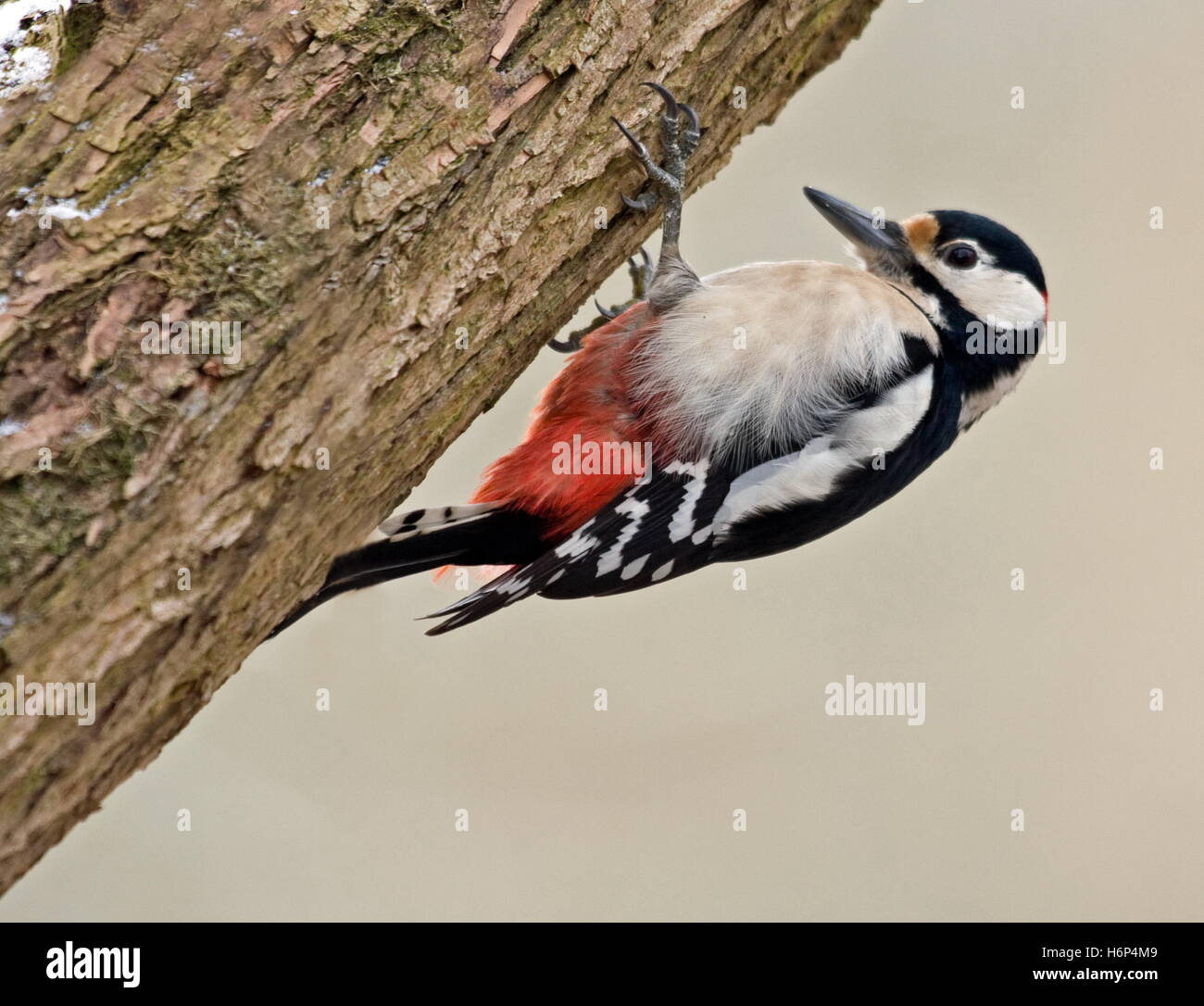 Buntspecht hi-res stock photography and images - Alamy