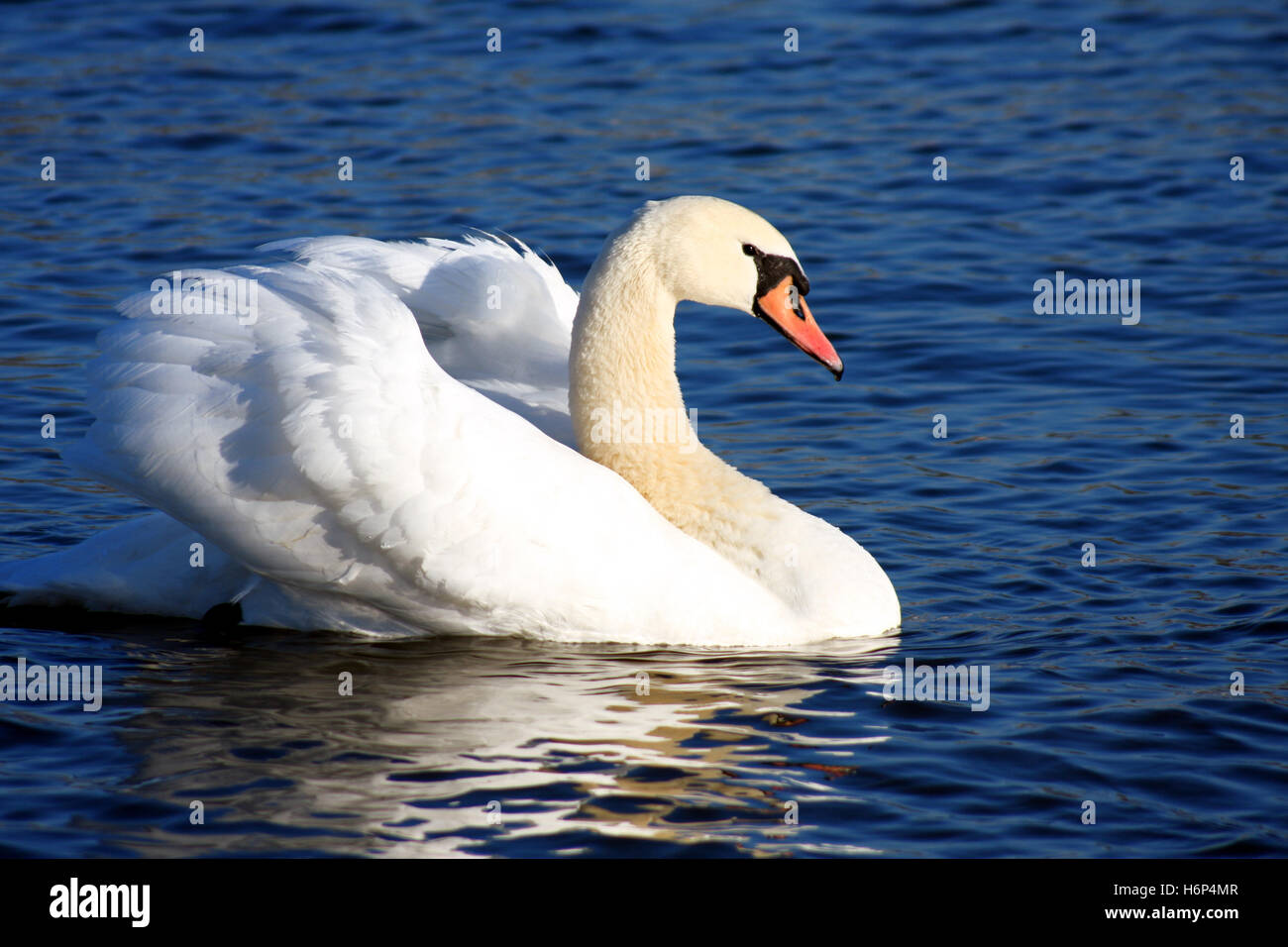 Swiming birds hi-res stock photography and images - Alamy