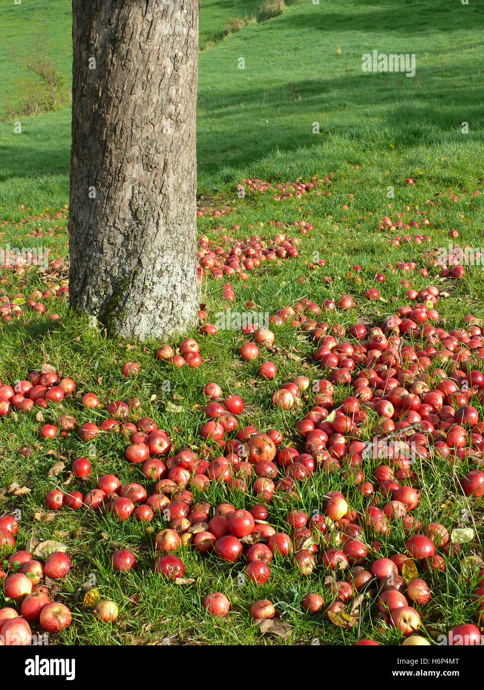 Apple tree fields hi-res stock photography and images - Alamy