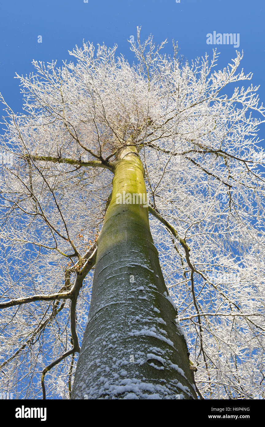 Beech trees snowy hi-res stock photography and images - Alamy