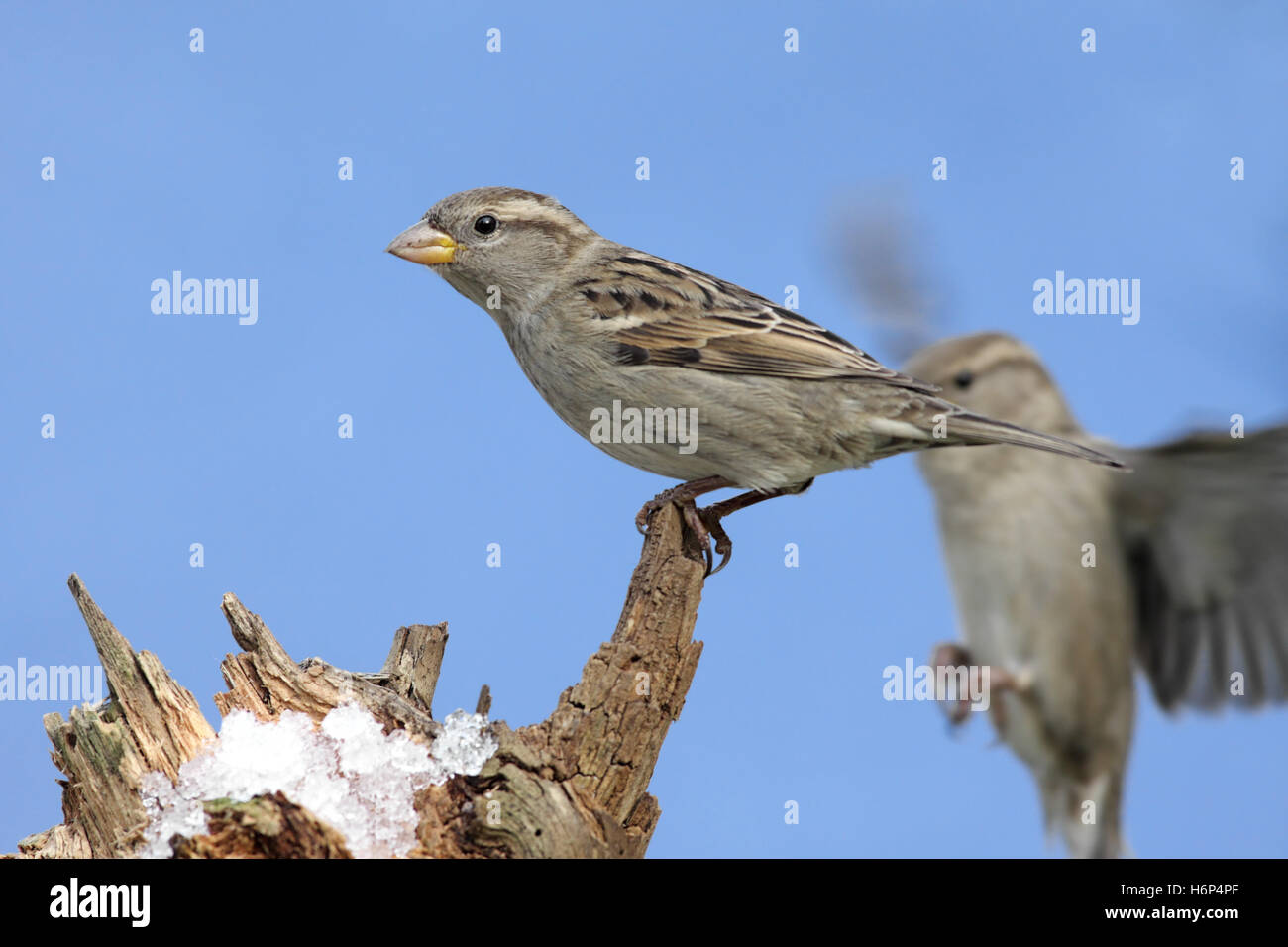 Bird wild snow coke cocaine hi-res stock photography and images - Alamy