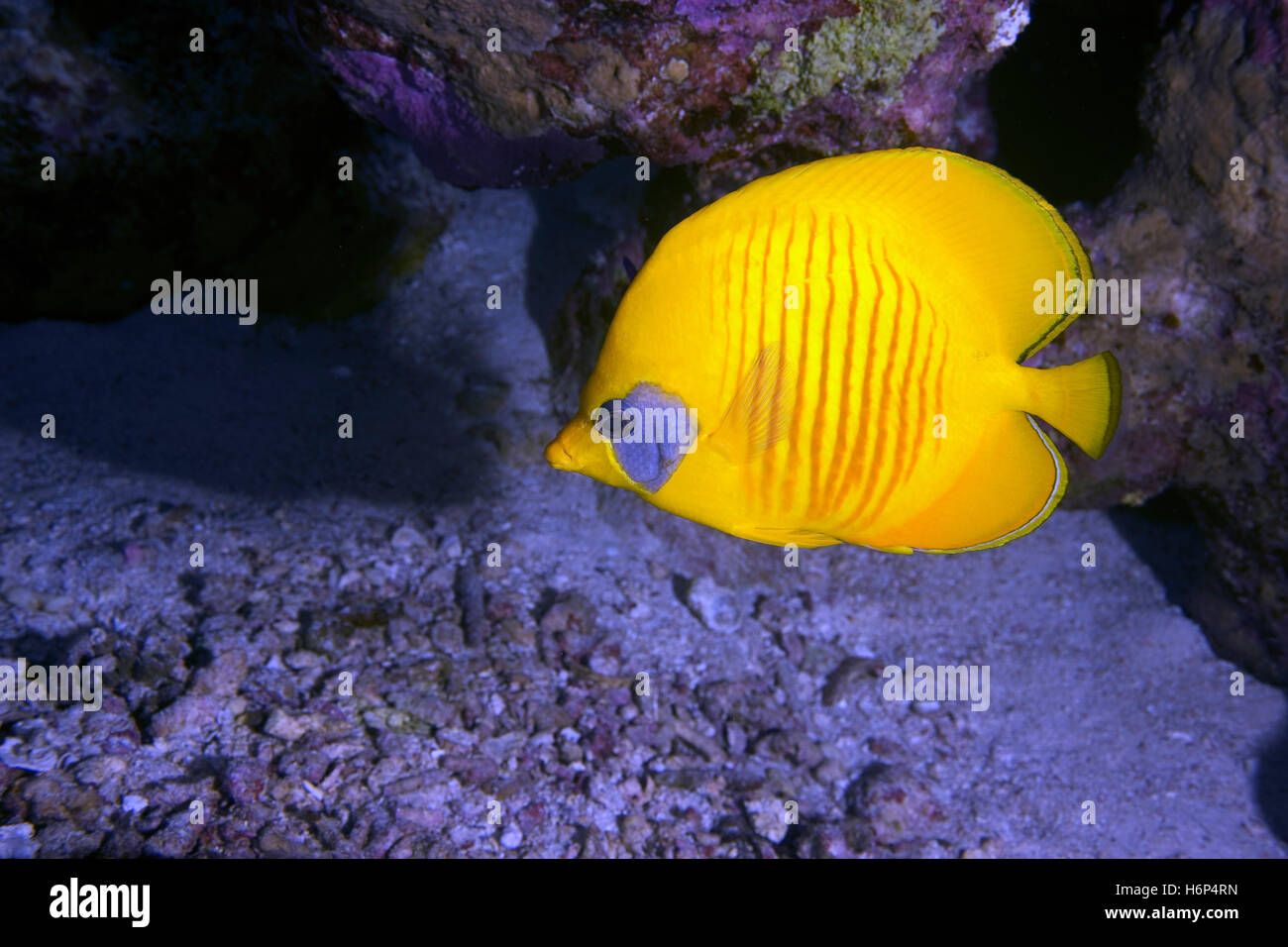 Crustaceans underwater hi-res stock photography and images - Alamy