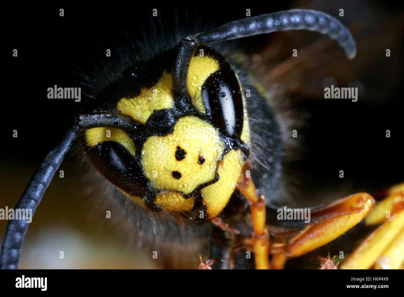 Strong insects hi-res stock photography and images - Alamy