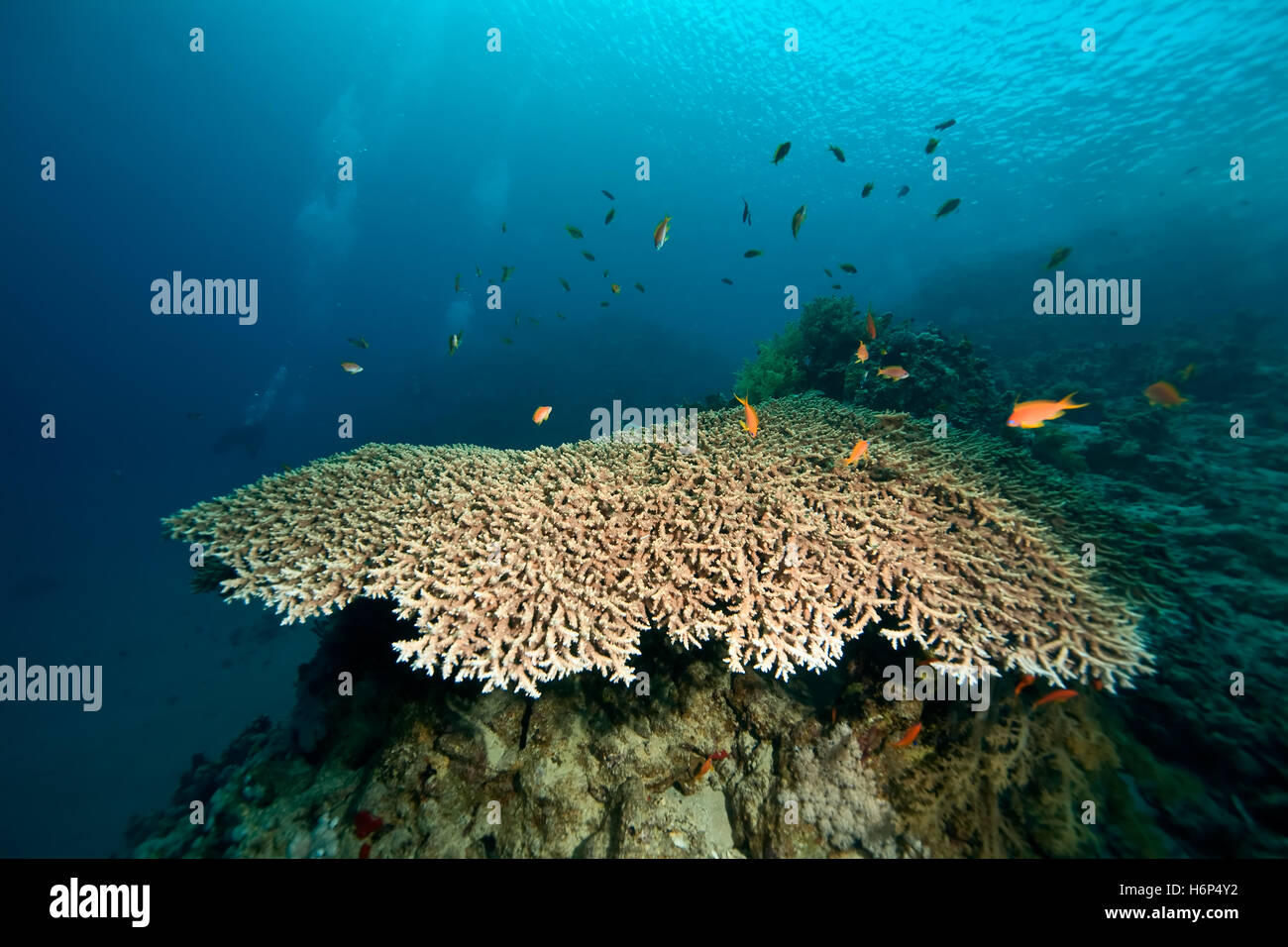 Crustaceans underwater hi-res stock photography and images - Alamy