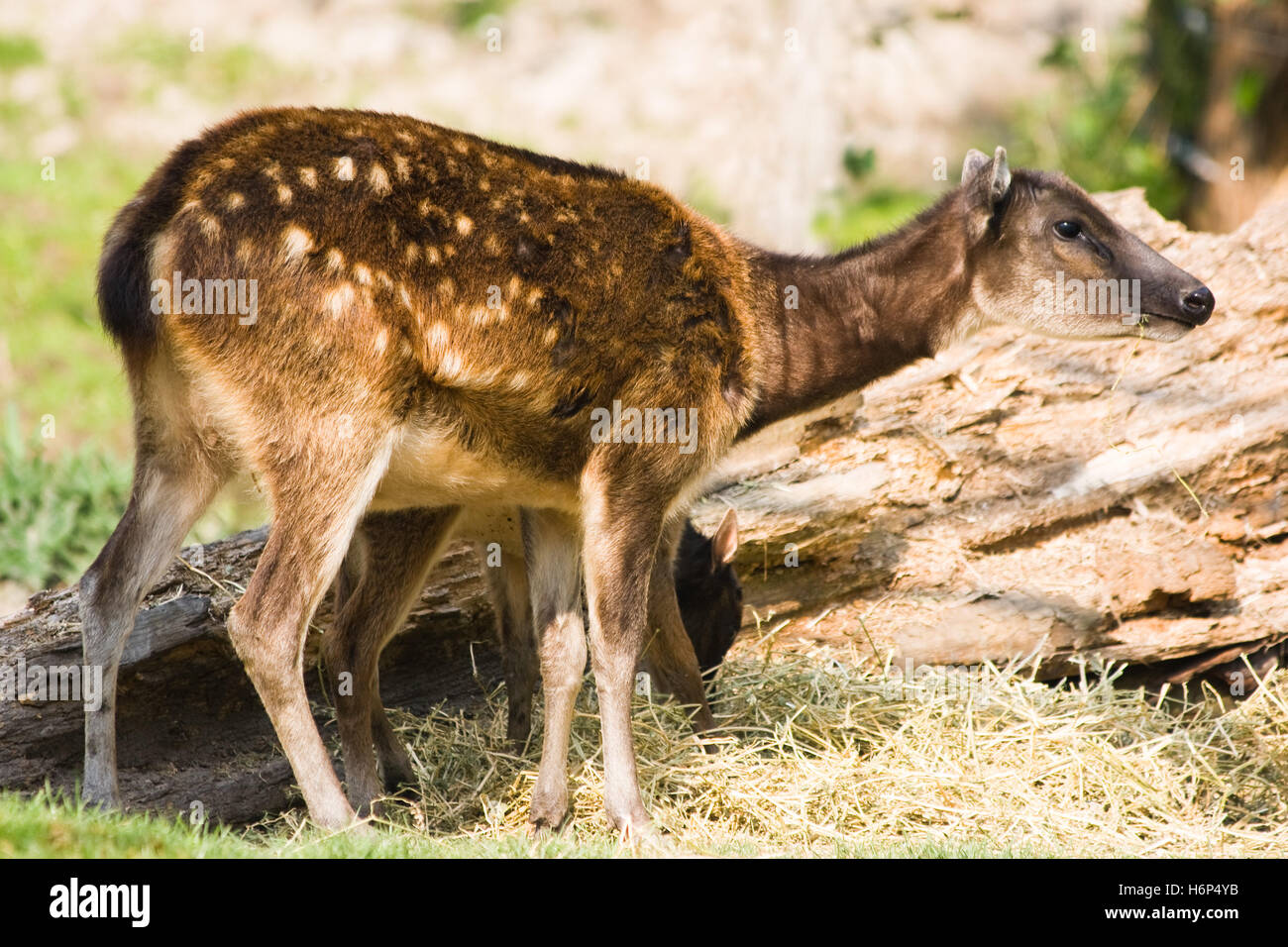 Philippine animals hi-res stock photography and images - Alamy