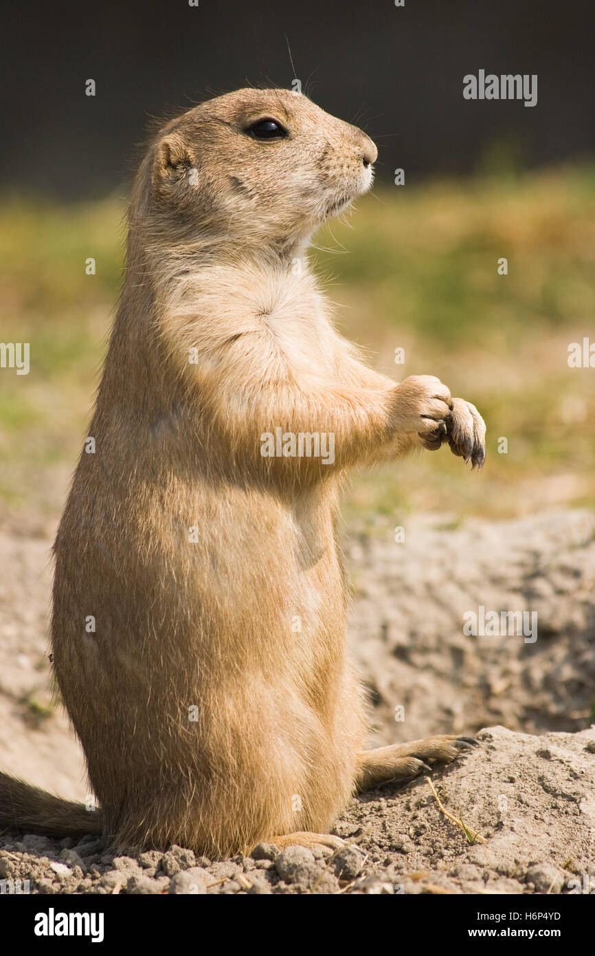 Cynomys mammals animals wildlife hi-res stock photography and images ...