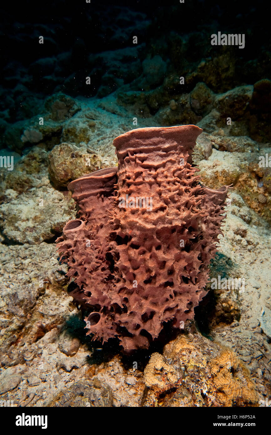 Blue tube sponge hi-res stock photography and images - Alamy