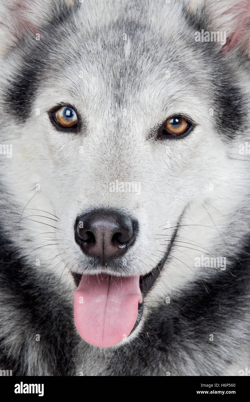 Siberia animals hi-res stock photography and images - Alamy