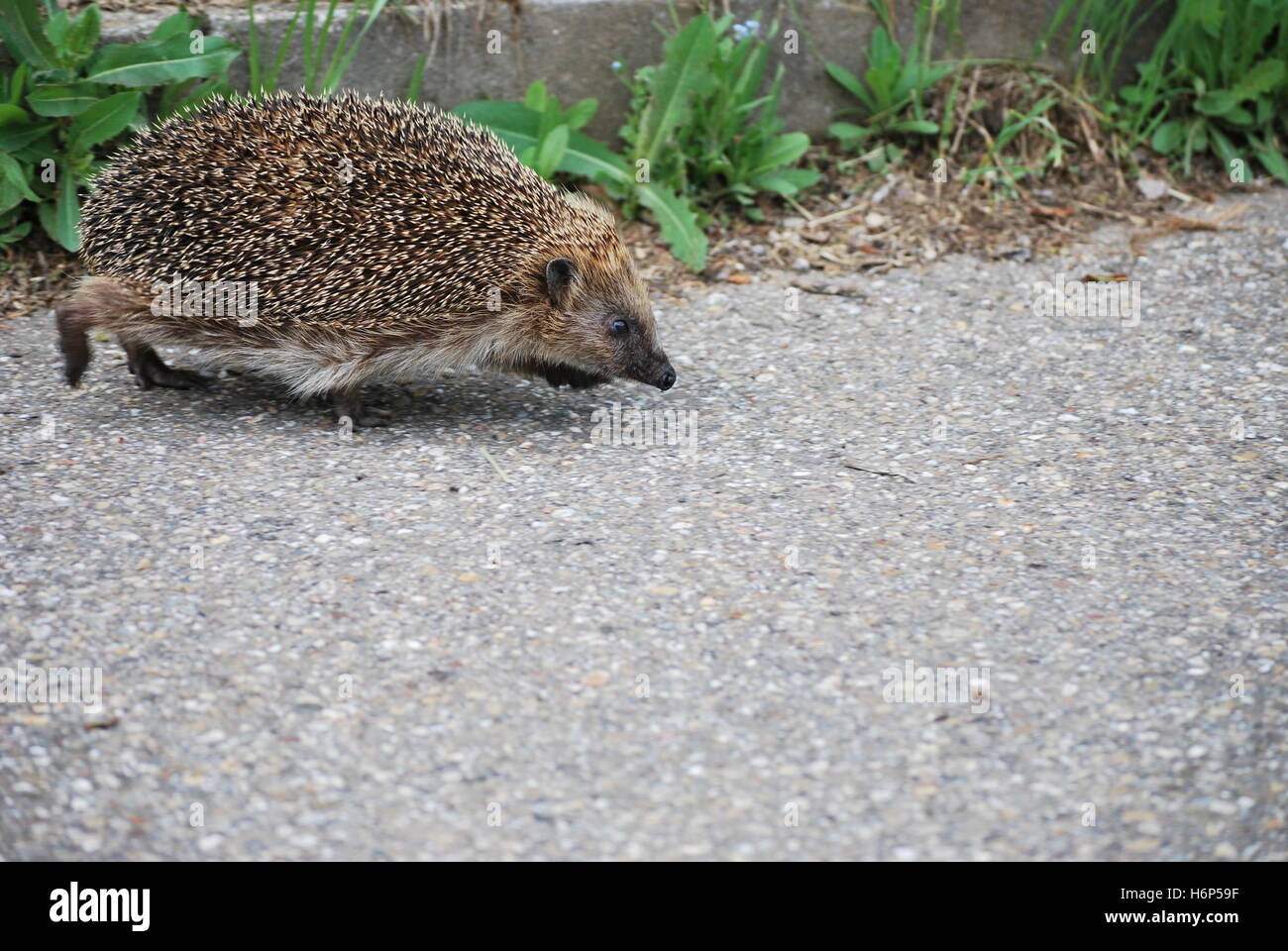 Stacheltier hi-res stock photography and images - Alamy