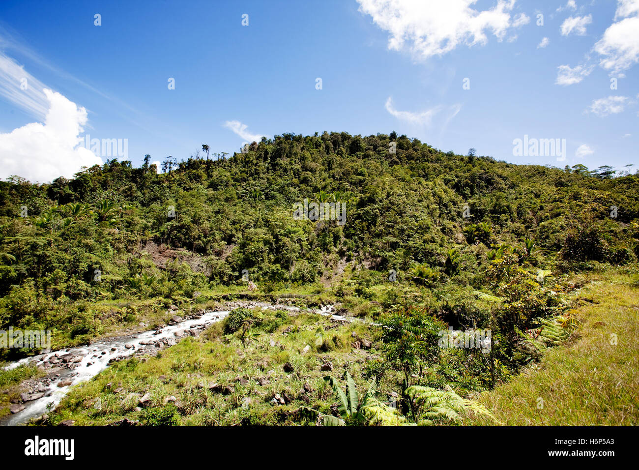 tree new indonesia stream tropical landscape scenery countryside nature ...