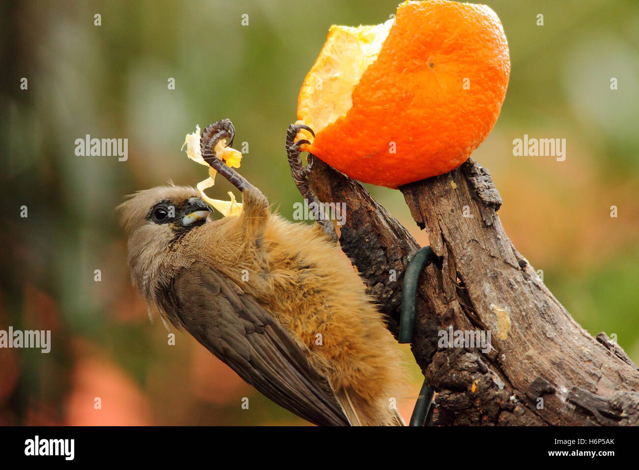 A Speckled Mousebird isolated eating an orange image in landscape ...