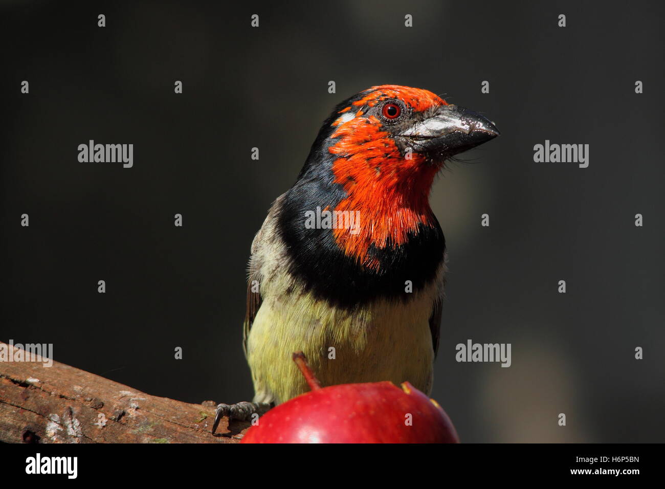 Black-Collared Barbet eating a red apple isolated against an out of ...