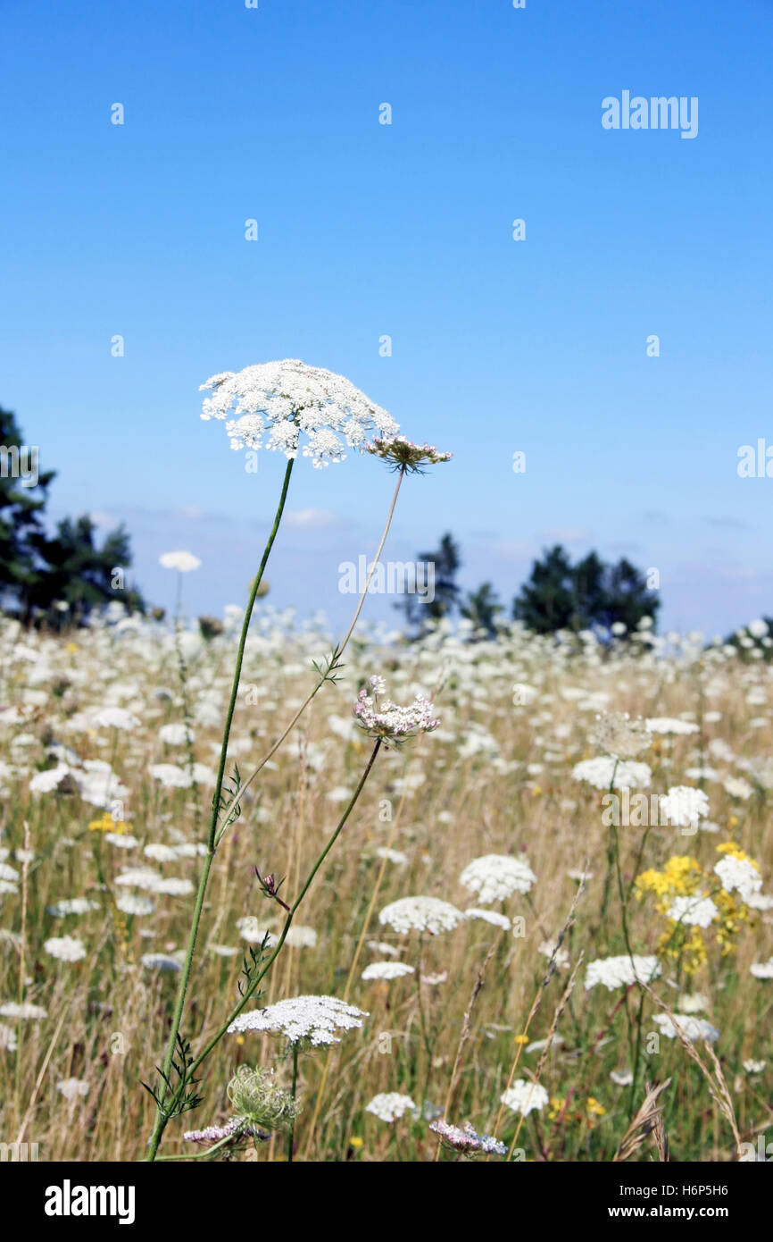 Yarrow details hi-res stock photography and images - Alamy