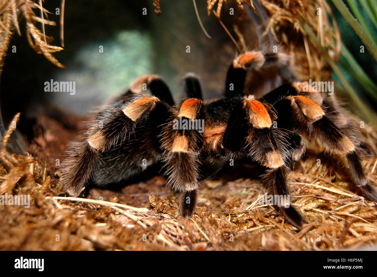 Mygalomorphae hi-res stock photography and images - Alamy