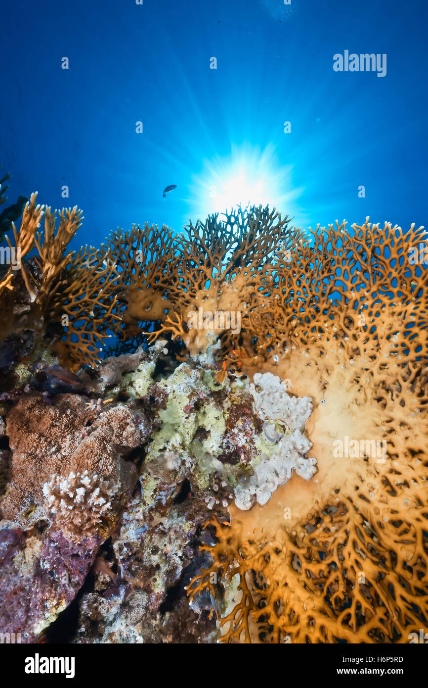 Aquatic crustaceans hi-res stock photography and images - Alamy