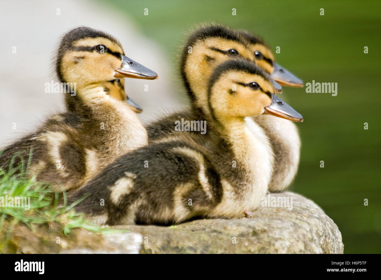 Resting ducklings hi-res stock photography and images - Alamy