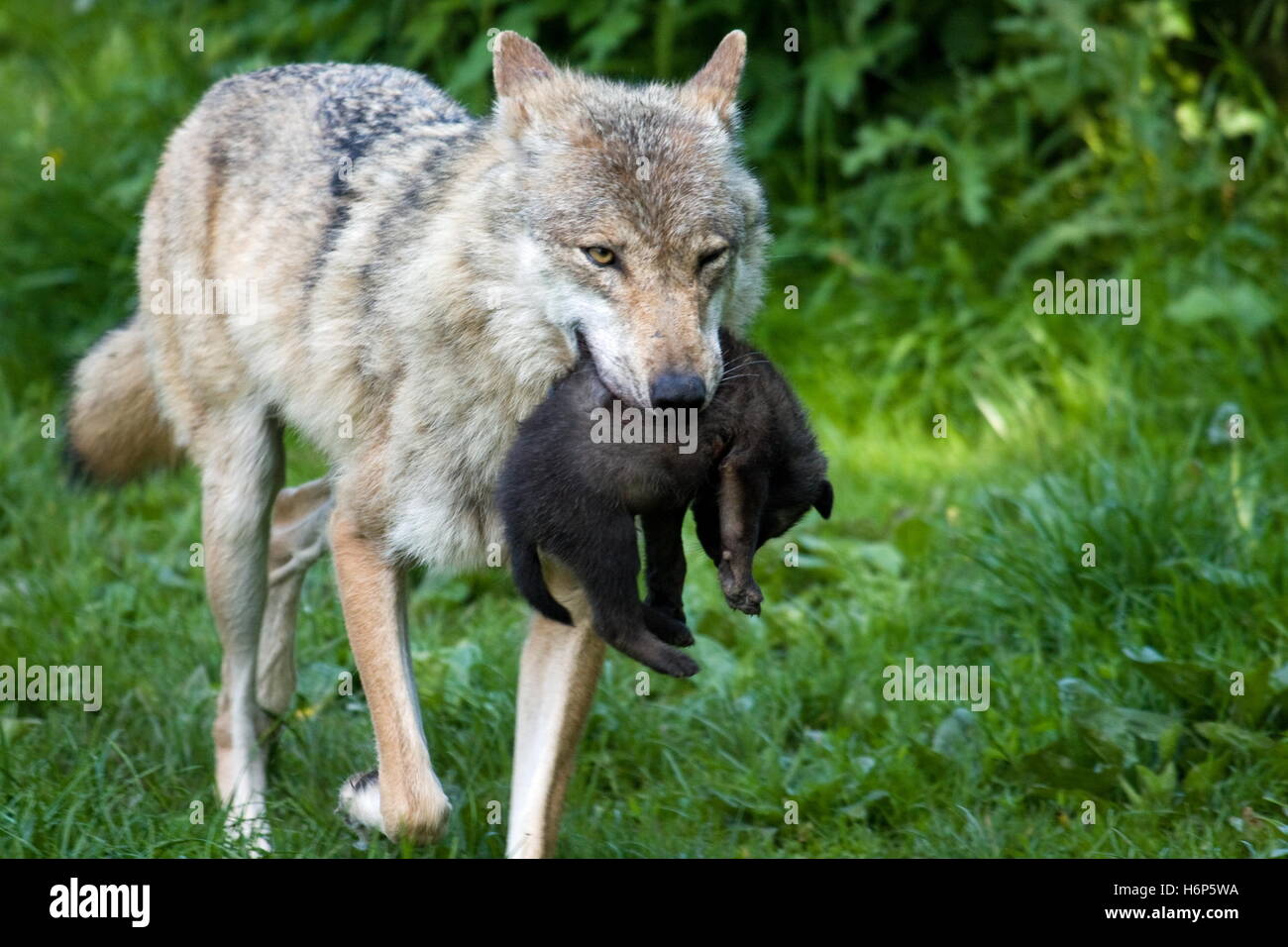 Wolf cub pup carry hi-res stock photography and images - Alamy