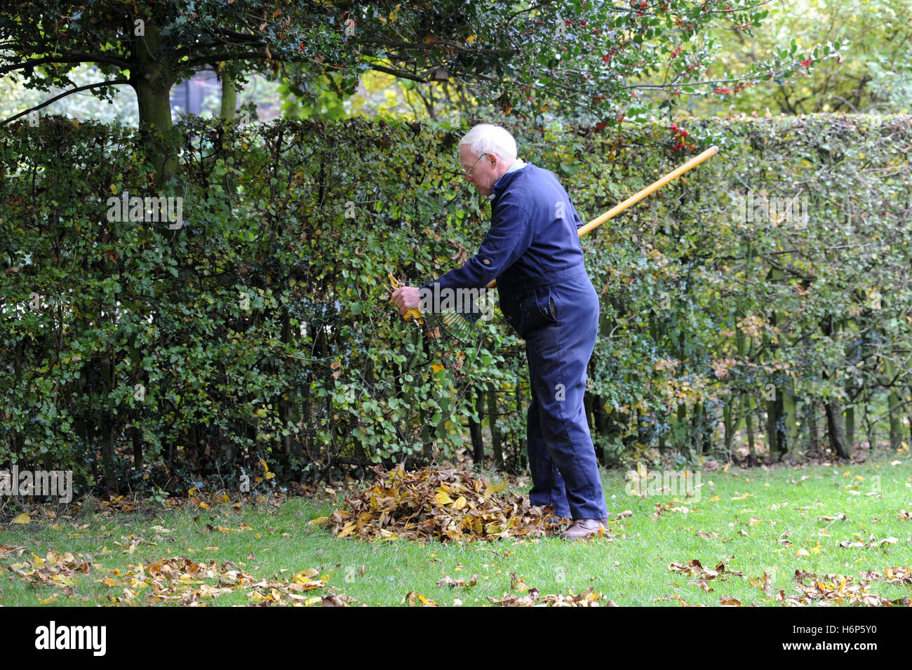 Elderly gentleman raking up the garden leaves Stock Photo - Alamy